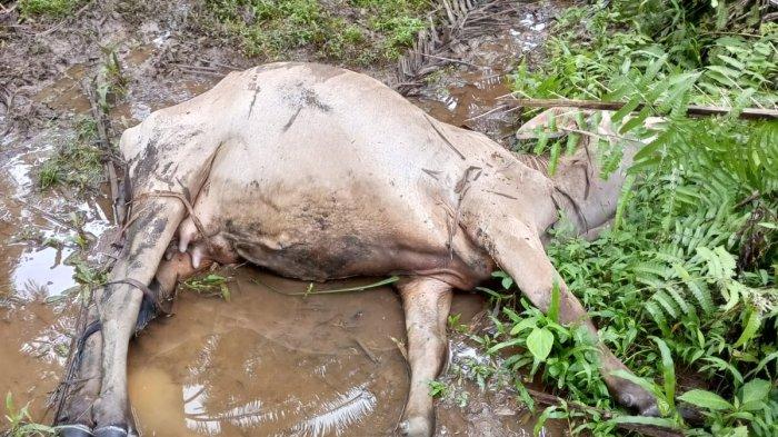 Pabrik BioCNG Diduga Buang Limbah Sembarang, Belasan Lembu Warga di Langkat Mati Mendadak ...