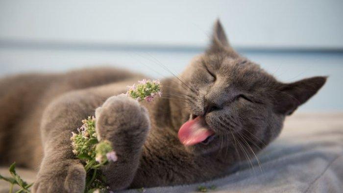 Pernah dengar Catnip? Inilah Tanaman yang Bisa Bikin Kucing Bertingkah ...