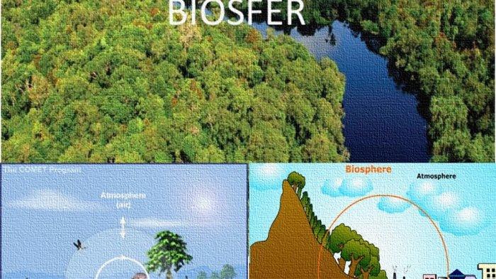 Materi Belajar Biologi : Jenis Lapisan biosfer - Tribun-medan.com