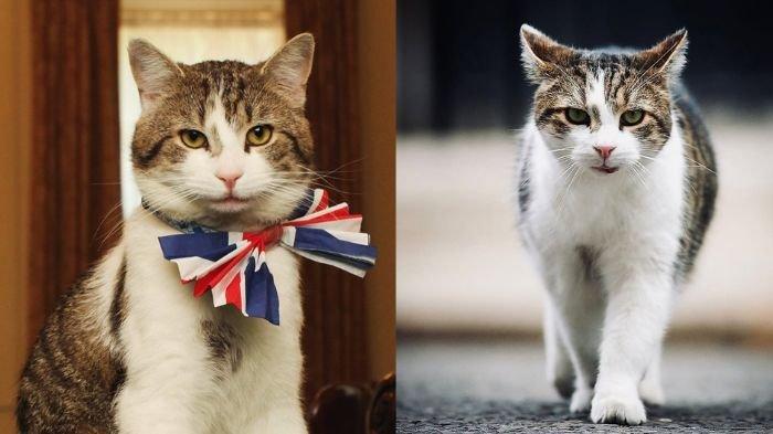 Mengenal Larry The Cat, Kucing Pemburu Tikus di Kantor PM Inggris Mirip ...