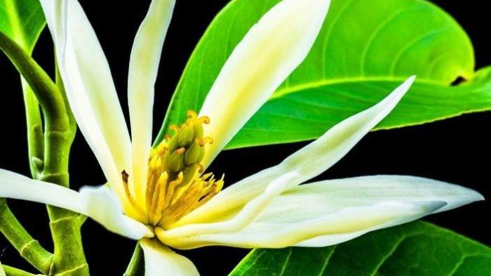 Lirik Lagu Aceh Bungong Jeumpa By Abraham Abduh - Tribun-medan.com