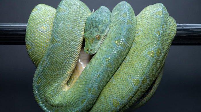 Mengenal Manokwari Green Tree Python, Ular Sanca Langka Berharga ...