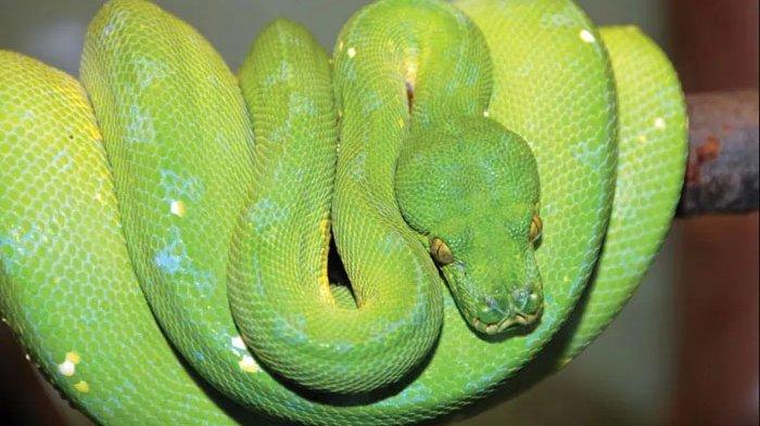 Manokwari Green Tree Python, Ular Sanca yang Langka dari Papua - Tribun ...
