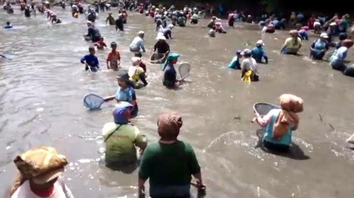 Ndurung, Tradisi Menangkap Ikan, Rutin Dilakukan Warga Desa Barusjahe ...