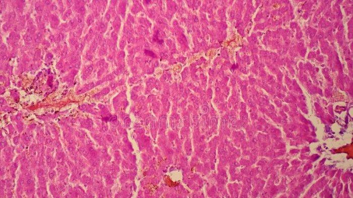 Materi Belajar : Struktur Jaringan Manusia, Fungsi pada Manusia Serta ...