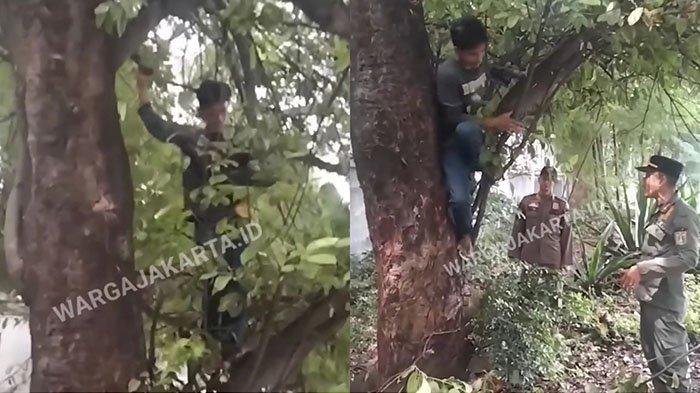 Pemuda Ini Nekat Ngumpet di Atas Pohon Setinggi 6 Meter, Takut Diamankan Satpol PP - Tribun ...