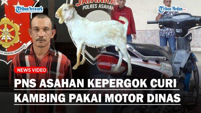 TERLALU PNS Pemkab Asahan Kepergok Curi Kambing Naik Motor Dinas, Semoat Melarikan Diri - Tribun ...