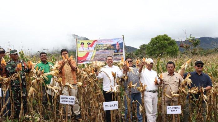 Panen Perdana Tanaman Jagung di Lahan Food Estate Pakpak Bharat - Tribun-medan.com