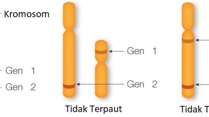 Pautan Seks Pada Manusia dan Hewan, Materi Belajar Biologi Kelas 12 ...