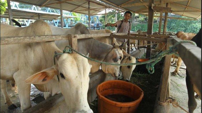Daftar Harga Kambing dan Sapi Kurban Idul Adha 2024 di Medan - Tribun-medan.com