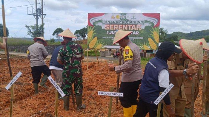Polres Sibolga Dukung Swasembada Pangan, Tanam Jagung Serentak di Bukit Panomboman - Tribun ...