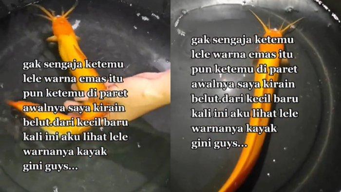 VIRAL Penemuan Ikan Lele Berwarna Emas, Ditemukan Warga di Selokan ...