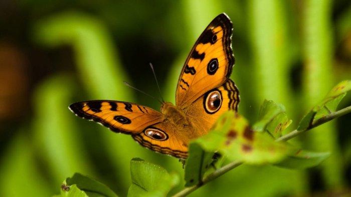 Materi Belajar : Pengelompokkan Makhluk Hidup, Dasar & Tahapan dan ...