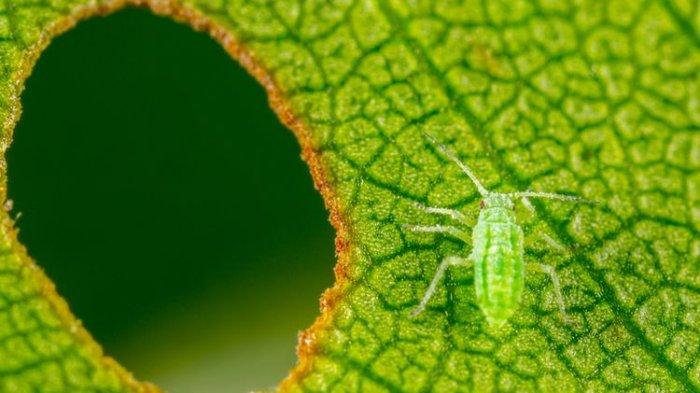 Materi Belajar: Pengertian Hama Tanaman, Contoh, Ciri dan Penyakit ...