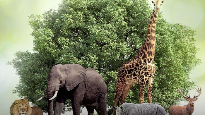 Mengenal Persebaran Fauna di Dunia, Materi Belajar Biologi Kelas 10 ...