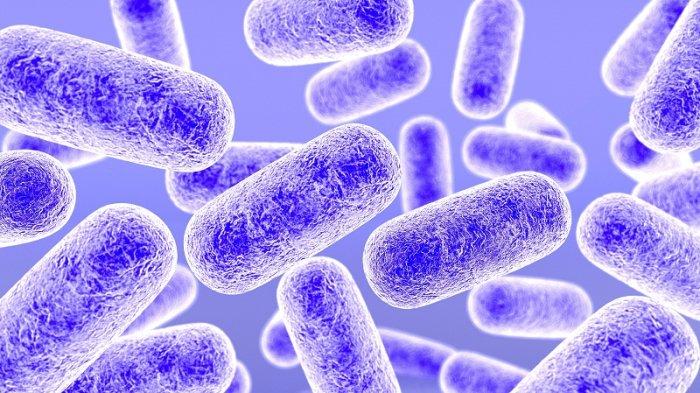 Materi Belajar: Pengertian dan Pengelompokkan Bakteri Archaebacteria ...