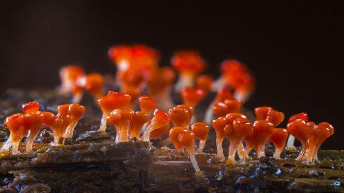 Jamur : Pengertian, Fungsi dan Siklus Jamur Lendir, Materi Belajar ...