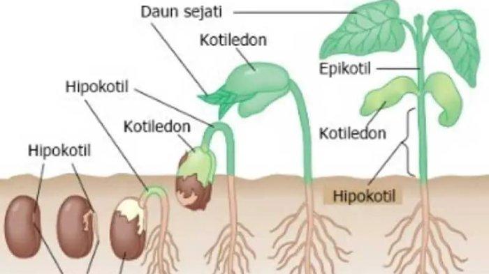 Perkecambahan : Pengertian, Perkecambahan Eoigael dan Hipogeal, Materi ...