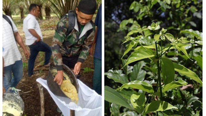 PELATIHAN Teknis Produksi dan Standarisasi Pengolahan Gambir di Pakpak ...