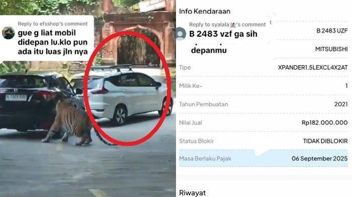 TEREKAM Harimau Gigit Ban Mobil Pengunjung Safari Bogor Hingga Pecah ...