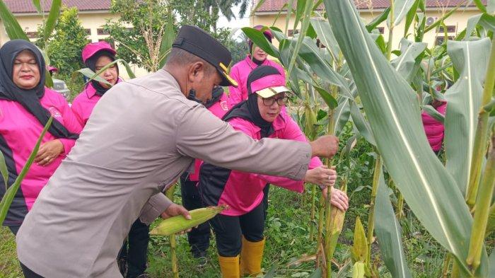 Wujudkan Ketahanan Pangan Nasional, Polres Palas dan Masyarakat Panen Jagung di Lahan Mapolres ...