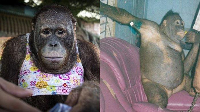 Kondisi Terkini Pony, Orangutan yang Dijadikan Pelacur di Kalimantan ...