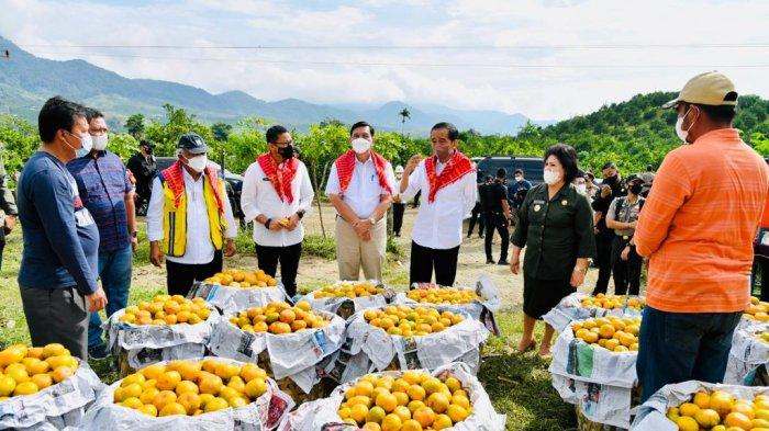 Jokowi Kunjungi Kampung Jeruk Karo, Sebelumnya Warga Liang Melas Kirim ...