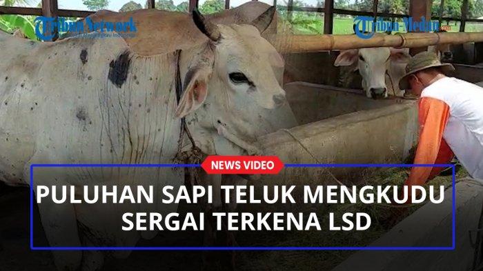 Terus Bertambah, Puluhan Ekor Sapi di Teluk Mengkudu Sergai Terkena LSD ... Terus Bertambah, Puluhan Ekor Sapi di Teluk Mengkudu Sergai Terkena LSD ...