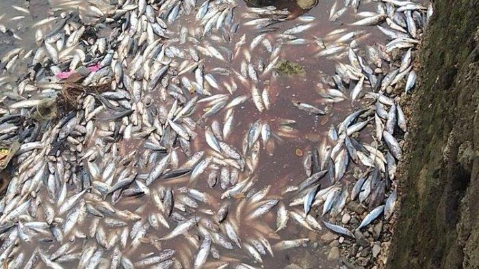 Berita VIRAL RIbuan Ikan Mati Terbaru Hari Ini - Tribun-medan.com