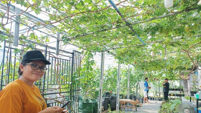 Di Rumah Anggur Ardo, Rasakan Buahnya, Pilih Bibitnya - Tribun-medan.com