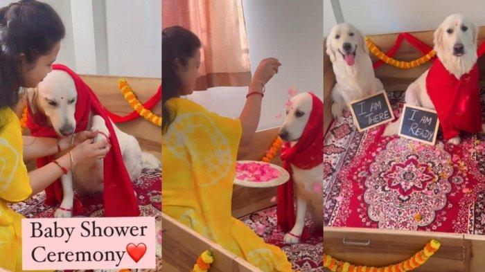 Viral, Bak Manusia, Wanita ini Sambut 'Baby Shower' Anjing ...