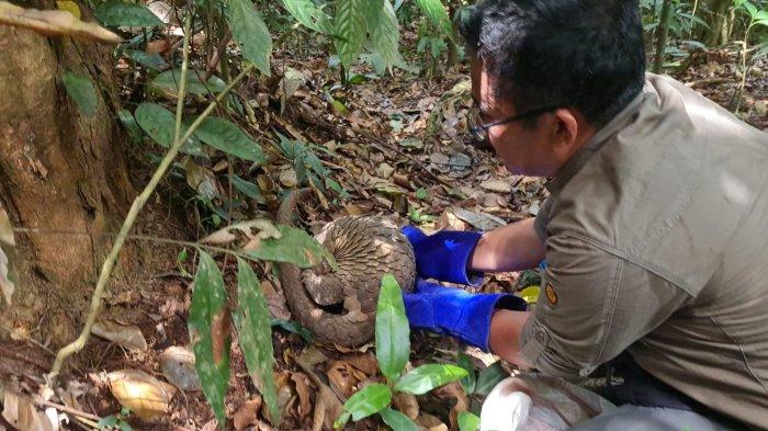 TNGL Lepaskan Hewan Tenggiling yang Ditemukan Warga Langkat, Kondisi ...