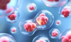 Materi Belajar Biologi : Sel Prokariotik dan Sel Eukariotik - Tribun ...