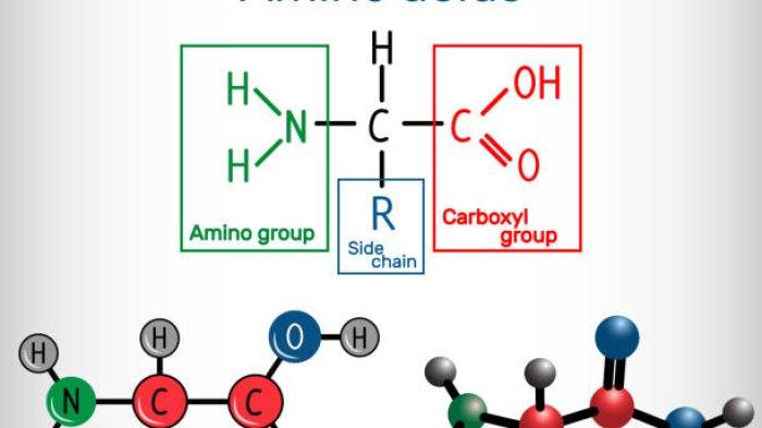 Materi Belajar Kimia : Sifat-sifat protein, Protein Terkonjugasi & Uji ...