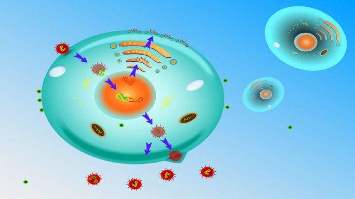 Mengenal Siklus Litik, Siklus Lisogenik dan Tahapannya, Materi Belajar ...