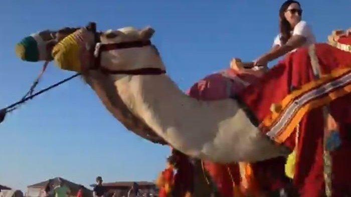 Digelar Mewah, Ternyata Unta-unta di Qatar Pun Sampai Lembur Selama ...