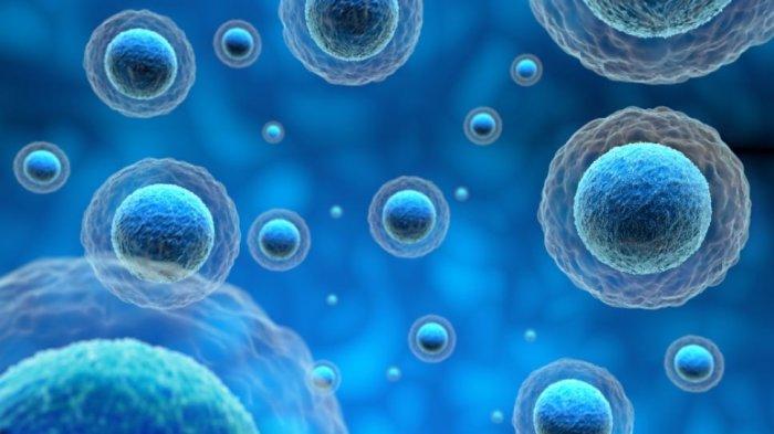 Materi Belajar Biologi : Teori Sel dan Ciri-ciri Sel - Tribun-medan.com