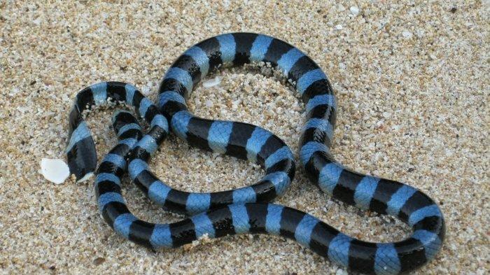 Wajib Tahu, Ini Dia Ular Laut Paling Mematikan yang Ada di Indonesia ...