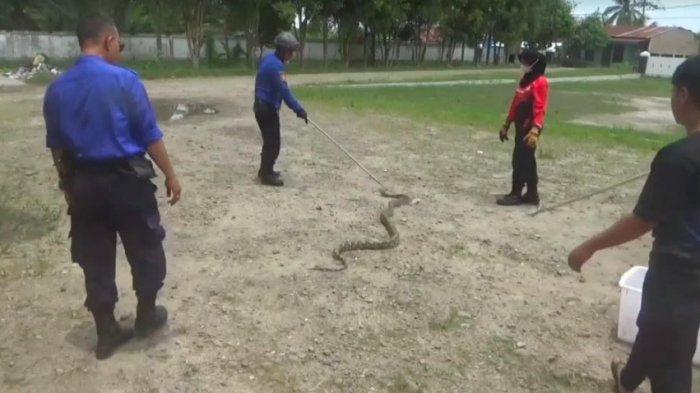 Petugas Damkar Evakuasi Ular Piton Berukuran Tiga Meter dari Jaring ...