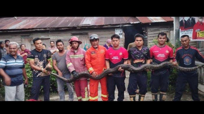 Ular Piton Berukuran Empat Meter Diamankan dari Rumah Warga, Lantai ...
