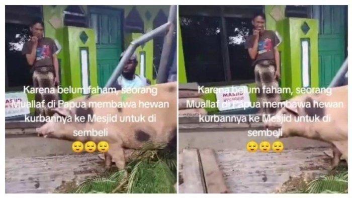 Berita mualaf di Papua membawa babi untuk kurban Terbaru Hari Ini ...