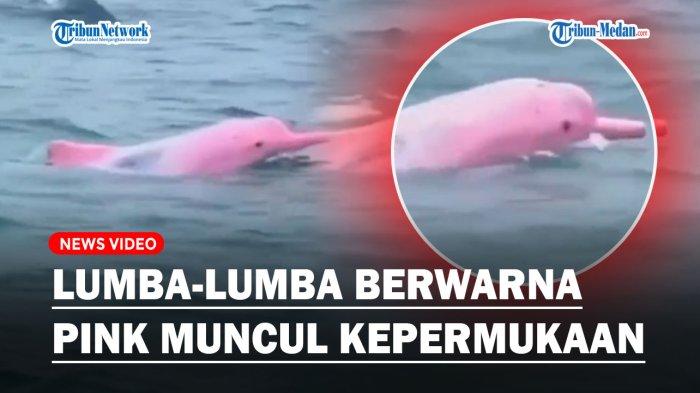 Viral Lumba-lumba Berwarna Pink Muncul Kepermukaan Air, Berikut ...