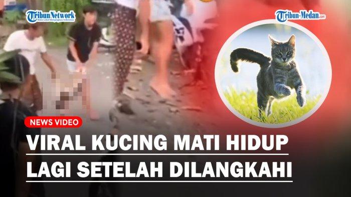 Viral Kucing Mati Hidup Lagi Setelah Dilangkahi, Aneh Tapi Nyata ...