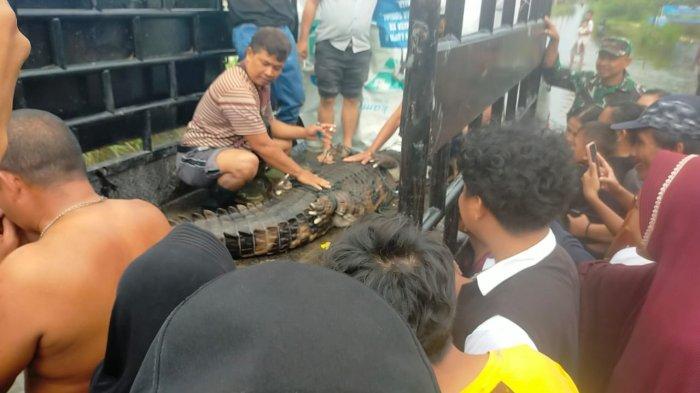 Takut Lepas saat Banjir, Warga Sergai Serahkan Buaya Peliharaan Sepanjang 2,4 Meter ke BKSDA ...