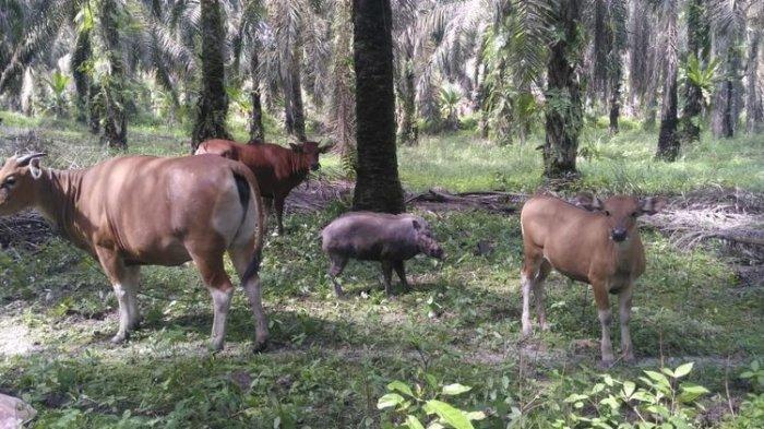 FAKTA Anak Babi Dibesarkan Sapi, Dijaga, Disusui, hingga Sama-sama ...