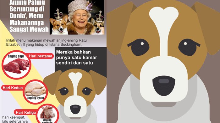 Anjing-anjing Ratu Elizabeth II Disebut 'Anjing Paling Beruntung di ...