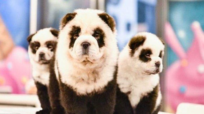 Kafe ini Dandani Anjing Jadi Panda Demi Menarik Pengunjung, Aktivis ...