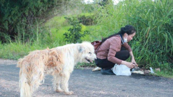 Kisah Leo Anjing Setia, Menunggu Tuannya di Tempat yang Sama dan ...