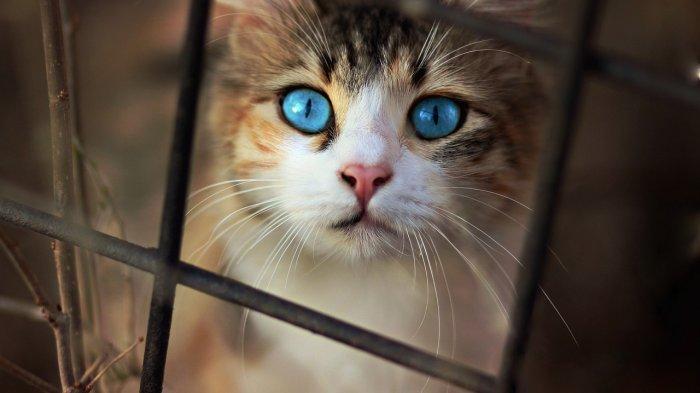 Apakah Kucing Bermata Biru Itu Tuli? Simak Fakta-fakta Sebenarnya dari ...