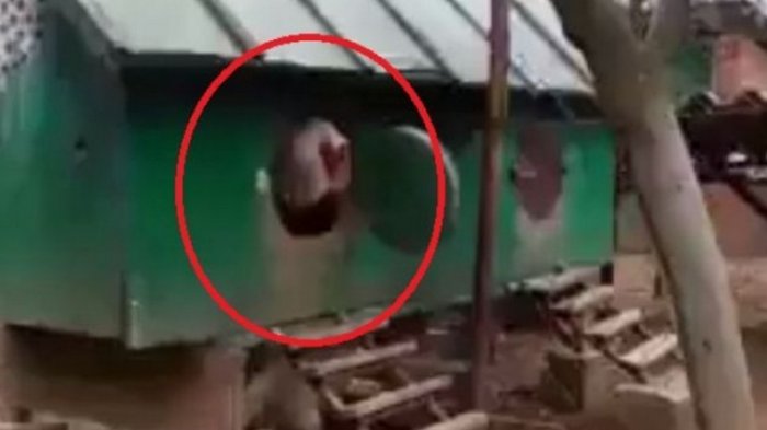 Viral Video Ayam Raksasa Bernama Big Boss Sudah Ditonton 127 Juta Kali ...